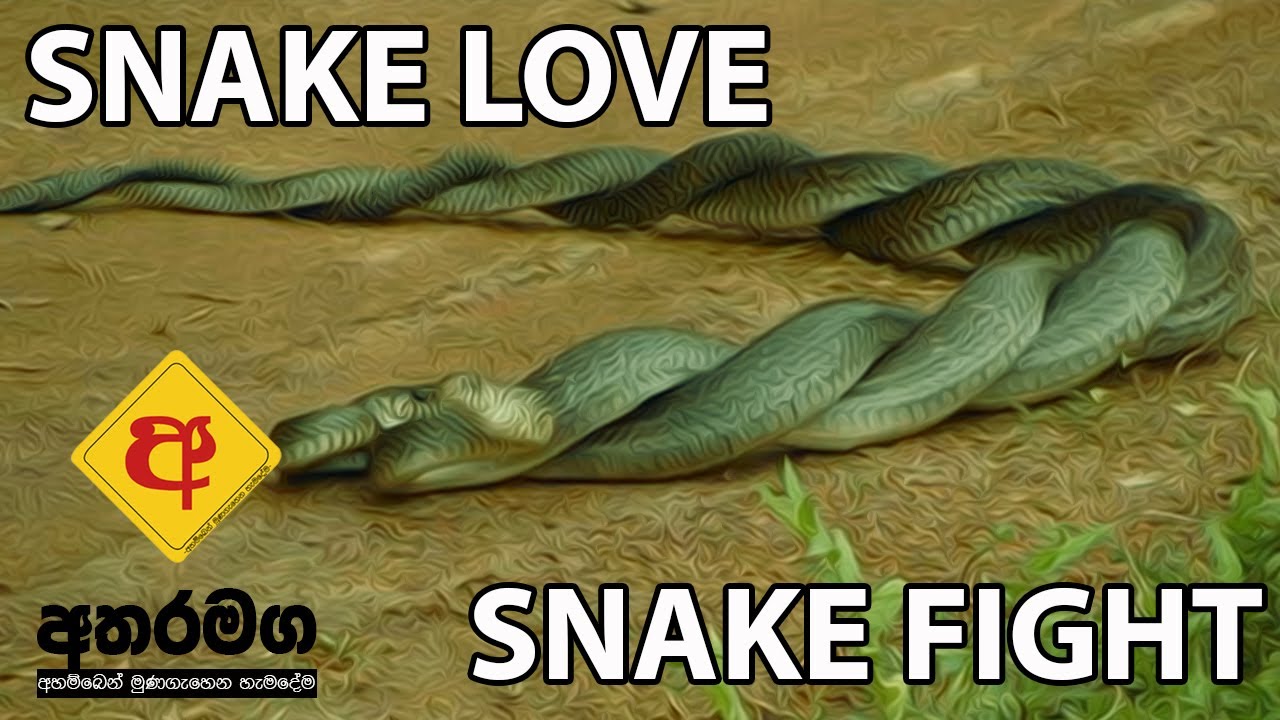 Snake Love or Snake Fight - YouTube