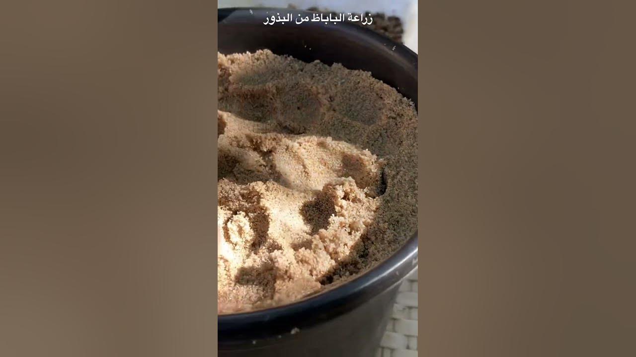 ثمرة وحدة من فاكهة البابايا نقدر نزرع من بذورها الاف الشتلات مجانا 🥝🪴