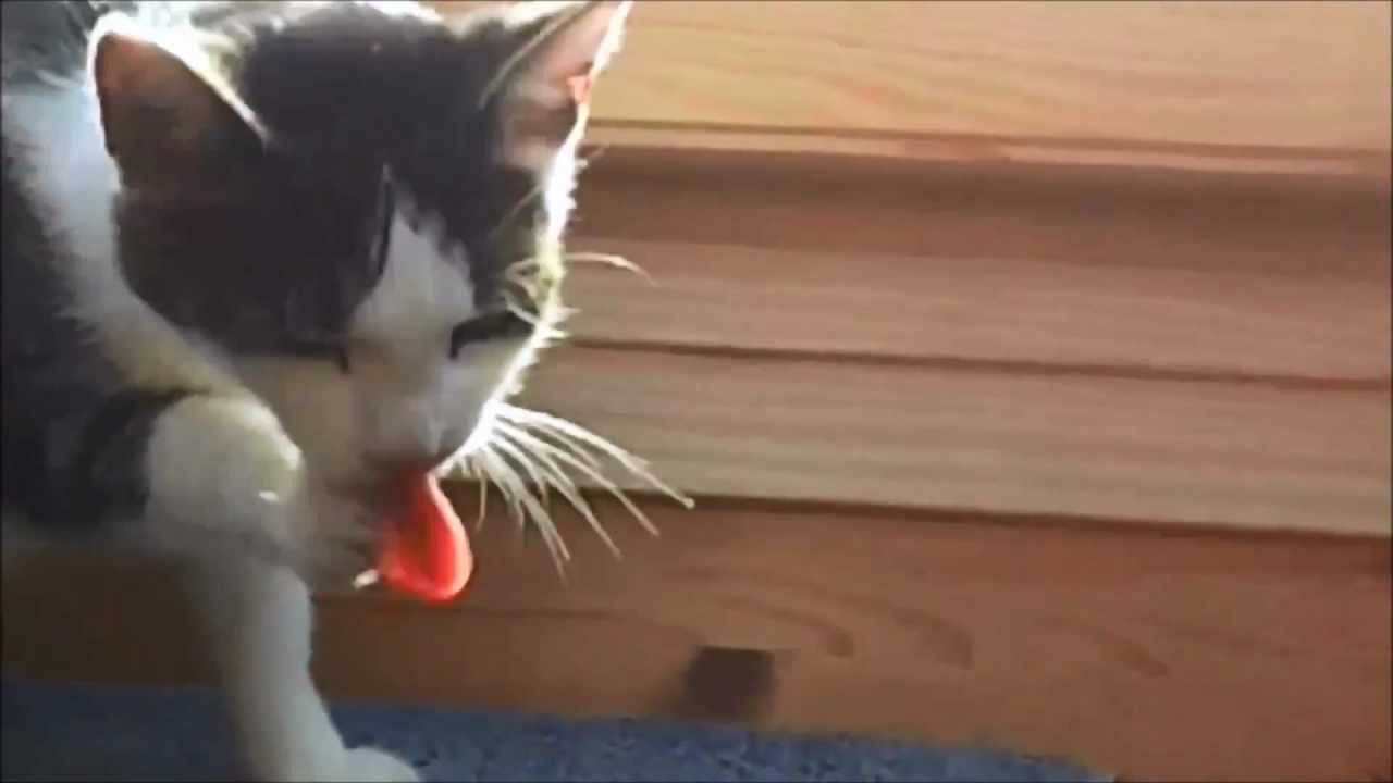 Cat vs. Bee - YouTube