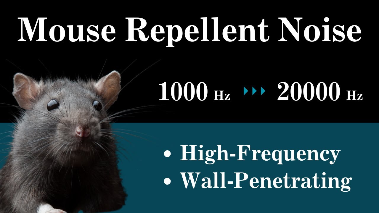 Mouse Repellent Noise 1,000Hz–20,000Hz | Keep Mice Away Naturally - YouTube