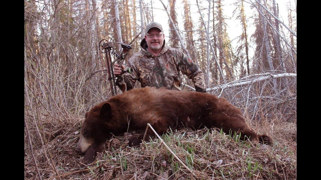 Black bear hunting - Cinnamon Color phase bear in Saskatchewan - YouTube