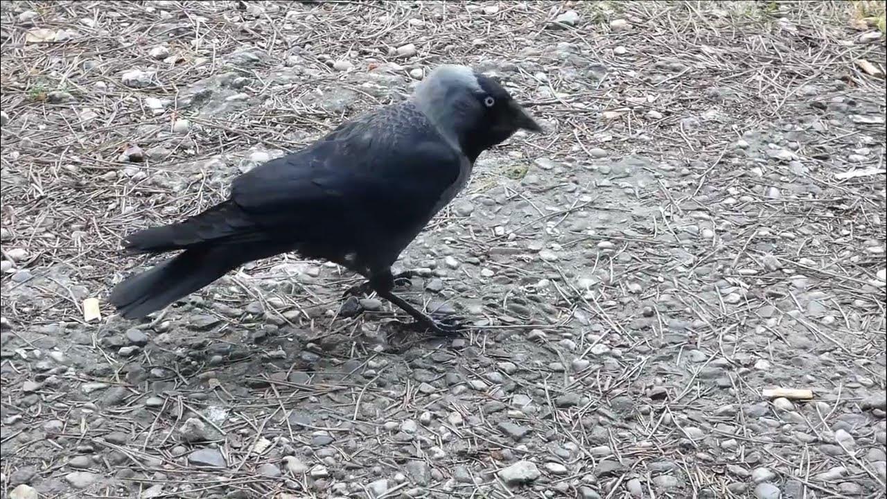 Short Video Of Jackdaw Feeding Youtube