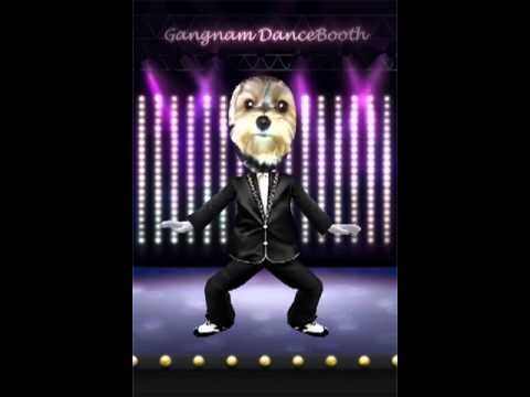 Dog doing Gangnam Style - YouTube