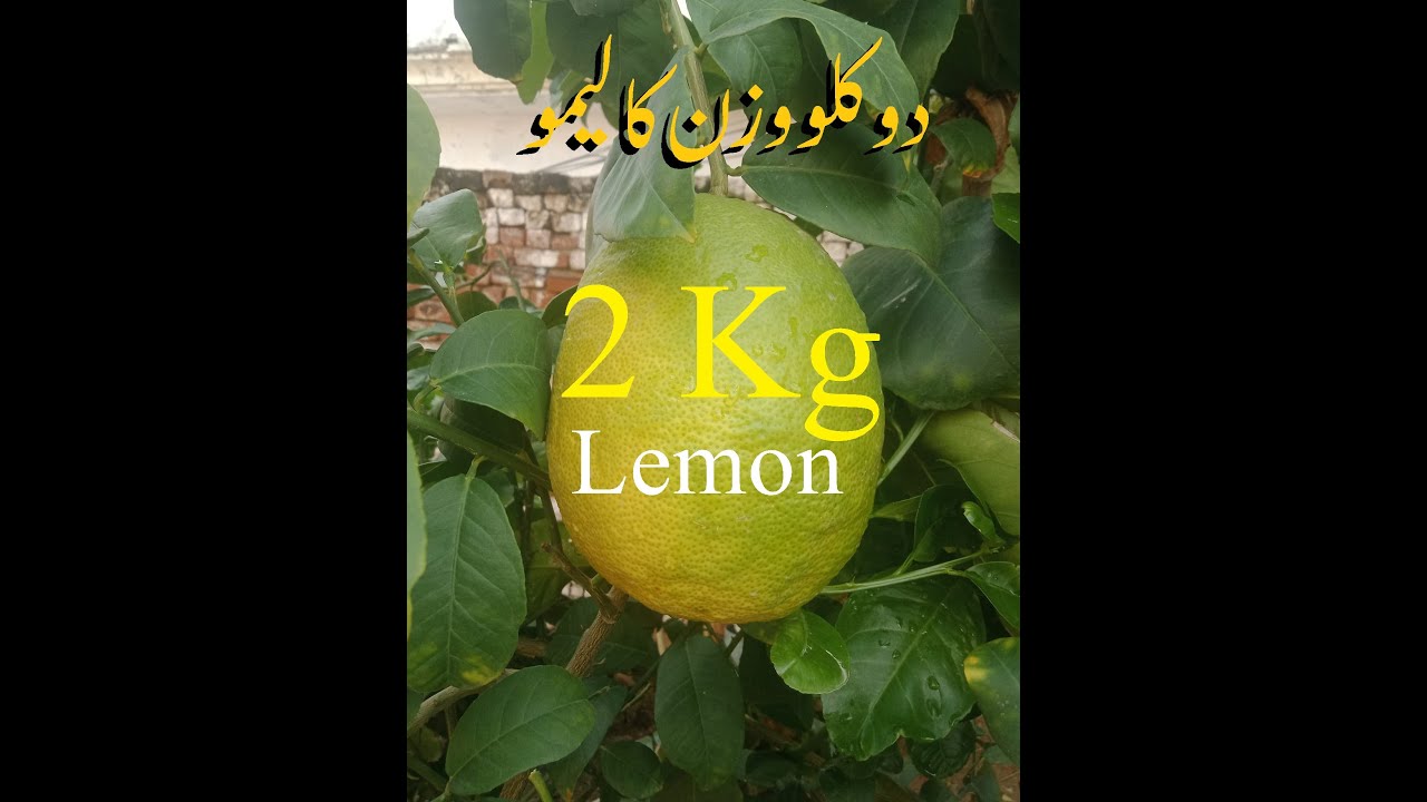 World's largest big huge Lemon|Nimbo Pani|Lemon Juice|OMG big fruit ...