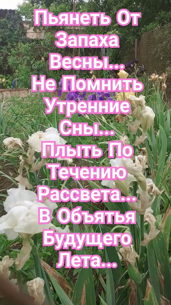 Shorts мысливслух мысли стих проза любовь афоризмы цитаты
