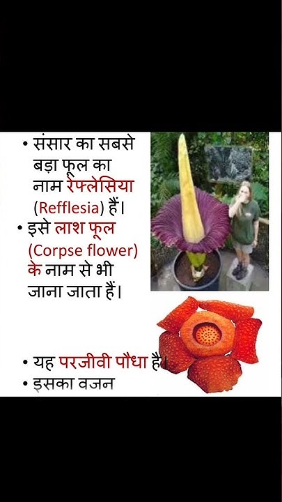 संसार का सबसे बड़ा और सबसे छोटा फूल का नाम क्या है Shorts Biologyfact Myvillage Myacademy 