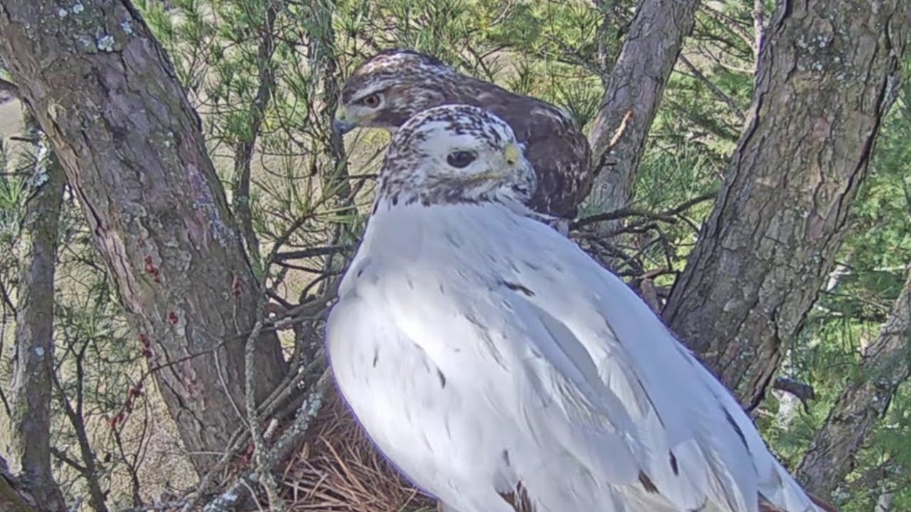 Red Tailed Hawk | Angel with new mate working in nest | Feb 8, 2023 ...