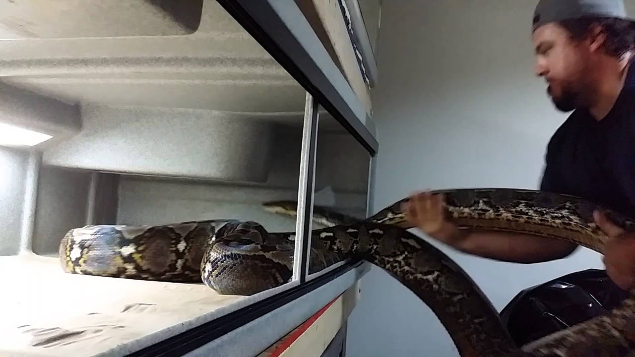 Pure Sulawesi Reticulated Python - YouTube
