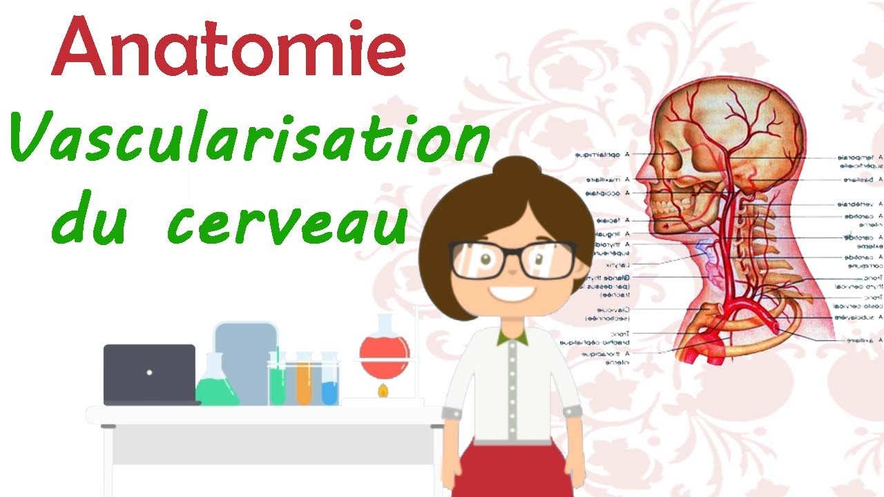 Anatomie | La vascularisation du cerveau .. cours de 2 ème année ...