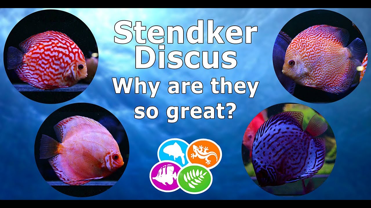 What are Stendker Discus? (And why are they so great?) - YouTube