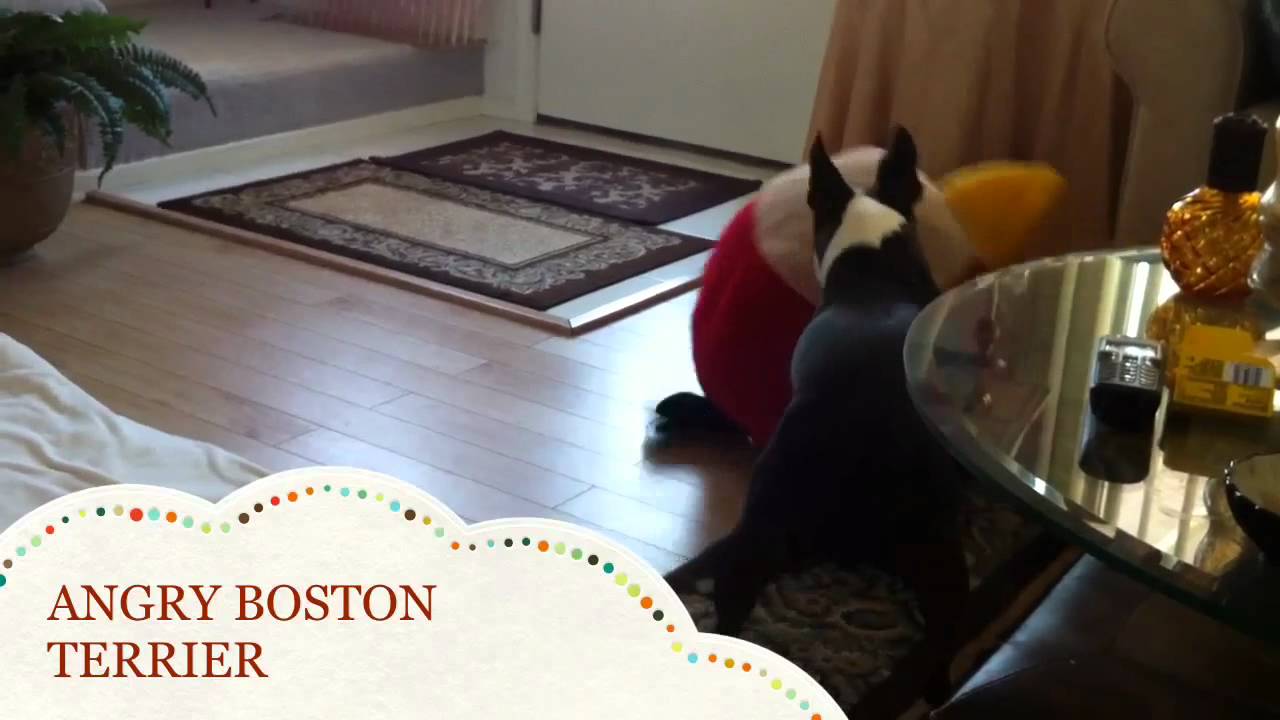 Angry Birds Vs. Angry Boston Terrier - YouTube