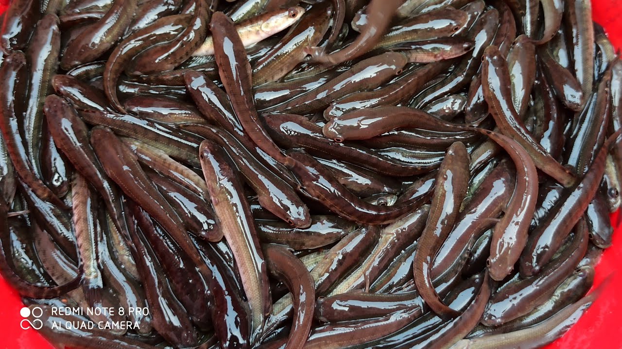 ভিয়েতনাম শোল মাছের পোনার দাম কেমন ? চাষ পদ্ধতি || Snakehead fish farm ...