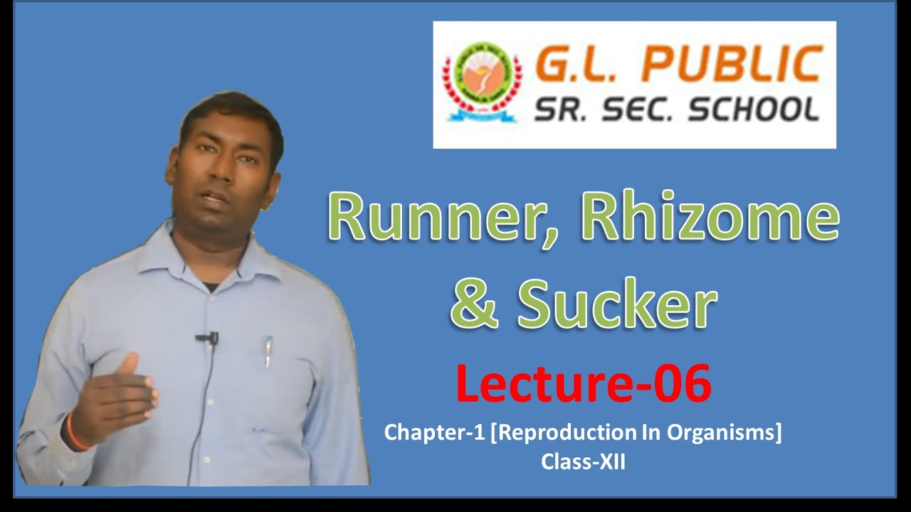 Runner,Rhizome,Sucker//Lec-6 of Ch-1- Reproduction In Organisms - YouTube
