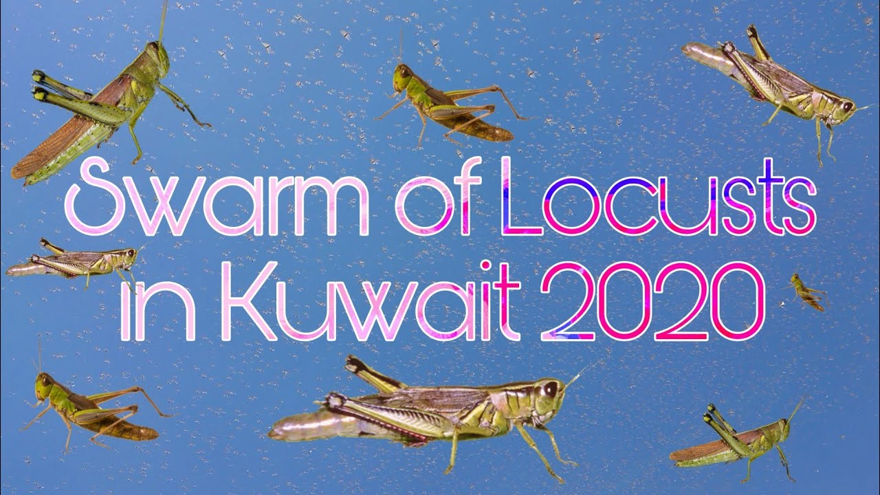 Part 2: Mga Pulutong ng mga Balang | Swarm of Locusts in Kuwait 2020 ...
