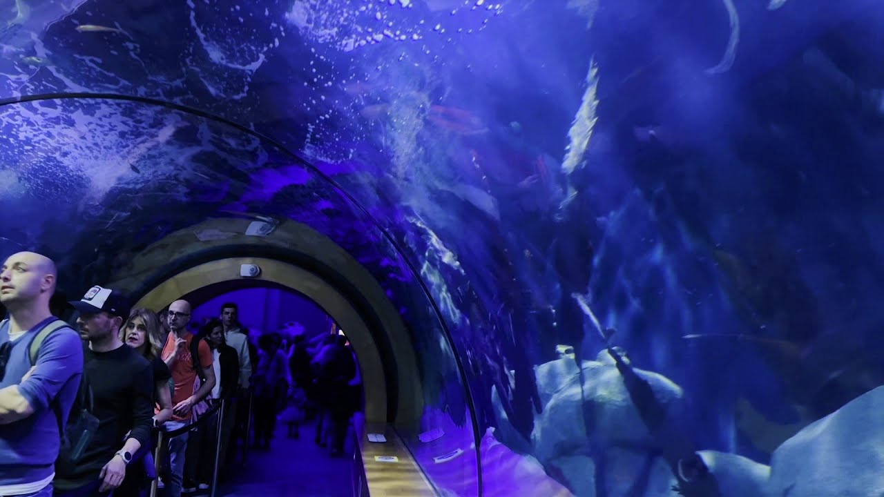 Oceanografic Valencia, Largest Marine Park of Europe - YouTube