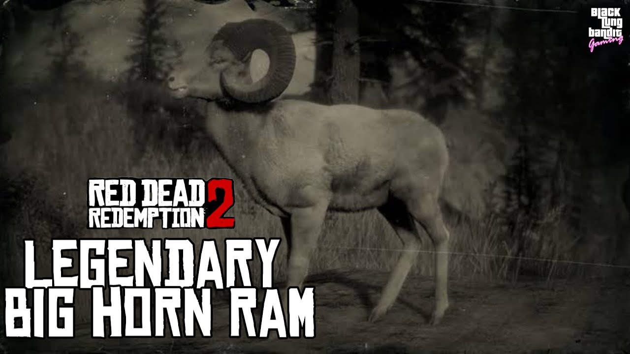 RDR2 - Legendary Big Horn Ram - YouTube
