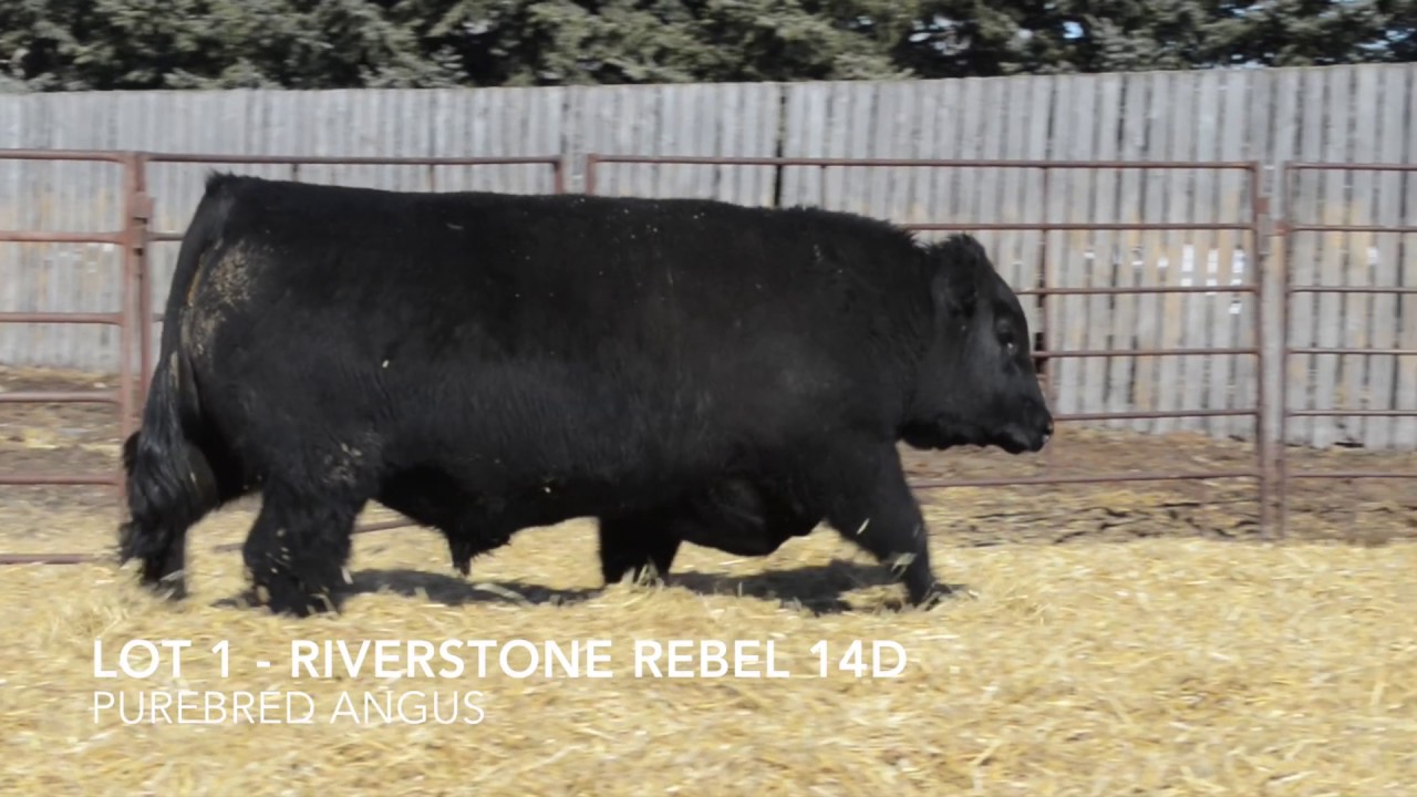 Lot 1- Riverstone Rebel 14D - Angus - YouTube