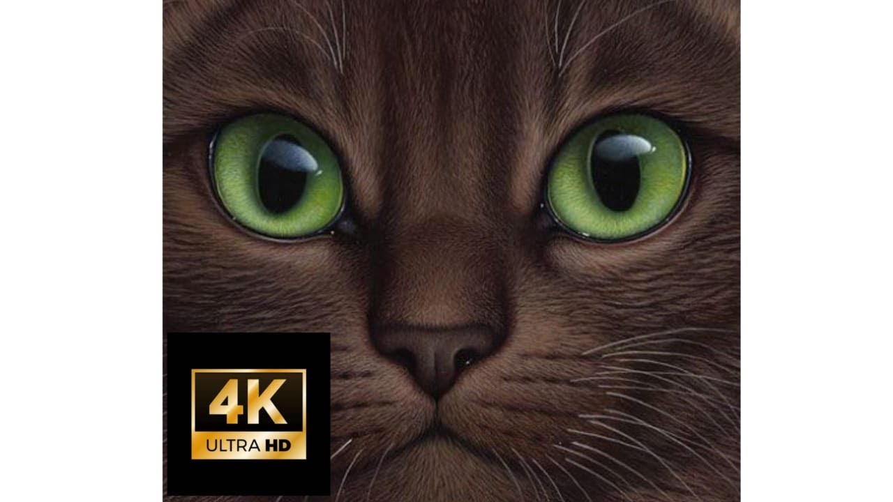 3 HRS Amazing Animals Photography - Wallpapers Slideshow in 4K UHD ...