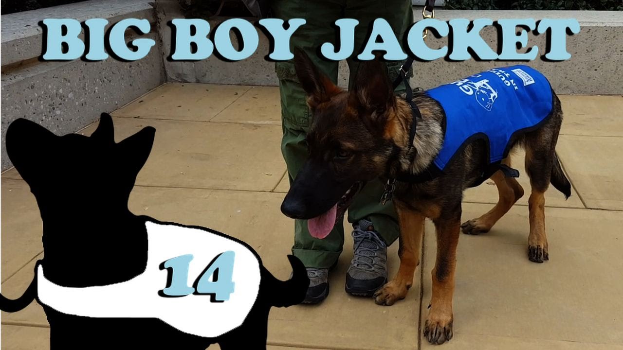 Service Dog Jacket 2.0 E14 - YouTube