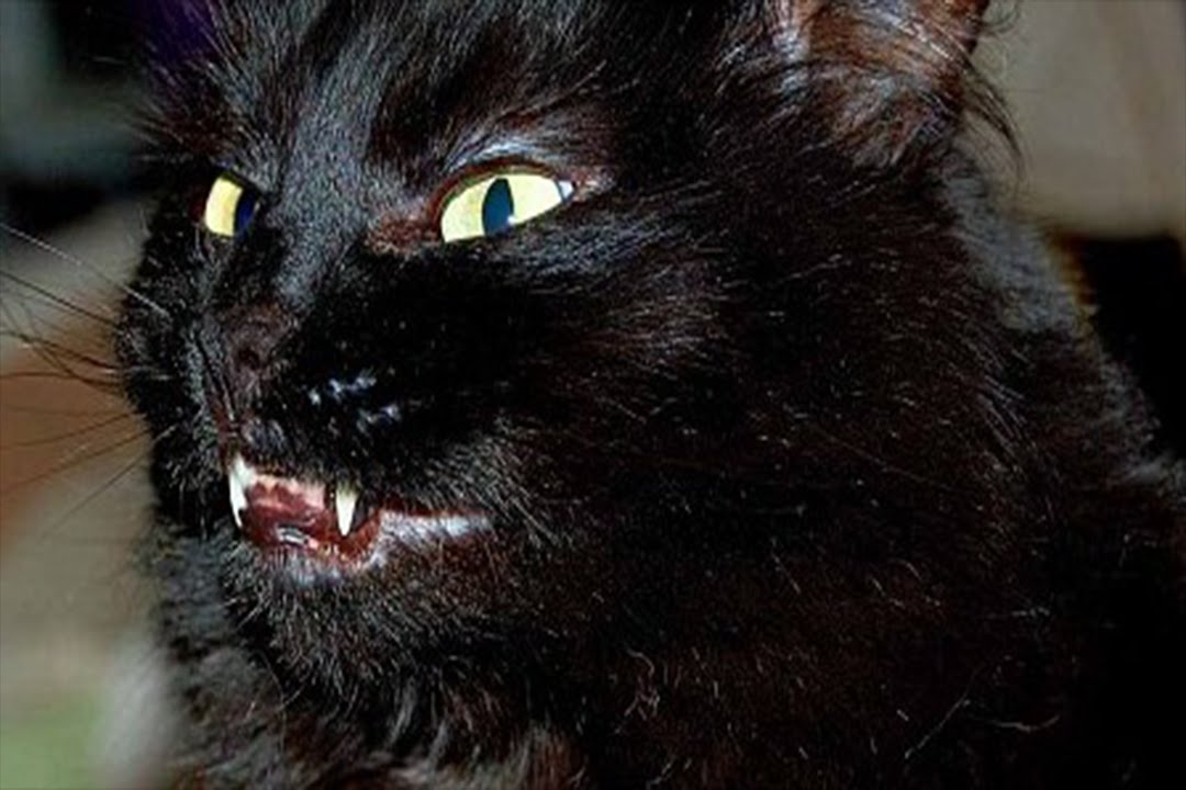 el gato endemoniado - YouTube