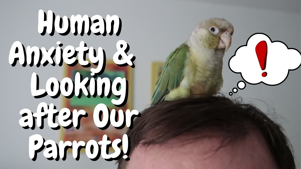 Human Anxiety / Mental Health & It's Impact On How We Look After Our ...