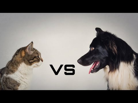 Cate revenge!! Cat vs dog fight!! Funny cat !!! Cat video!! - YouTube