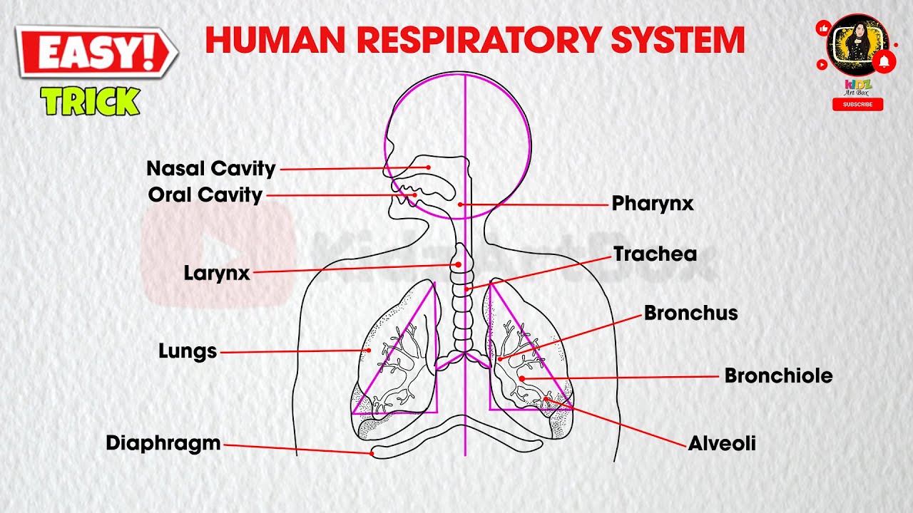 Human Respiratory System Diagram | How To Draw Human Respiratory System ...