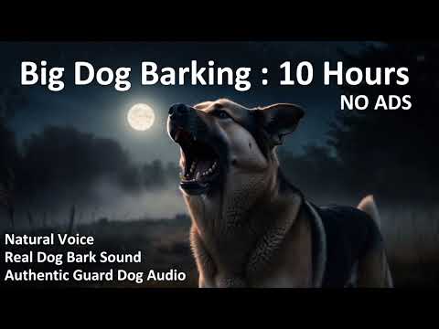 🔥 Big Dog Barking 10 Hours 🐕 | Guard Dog Sound | No Ads