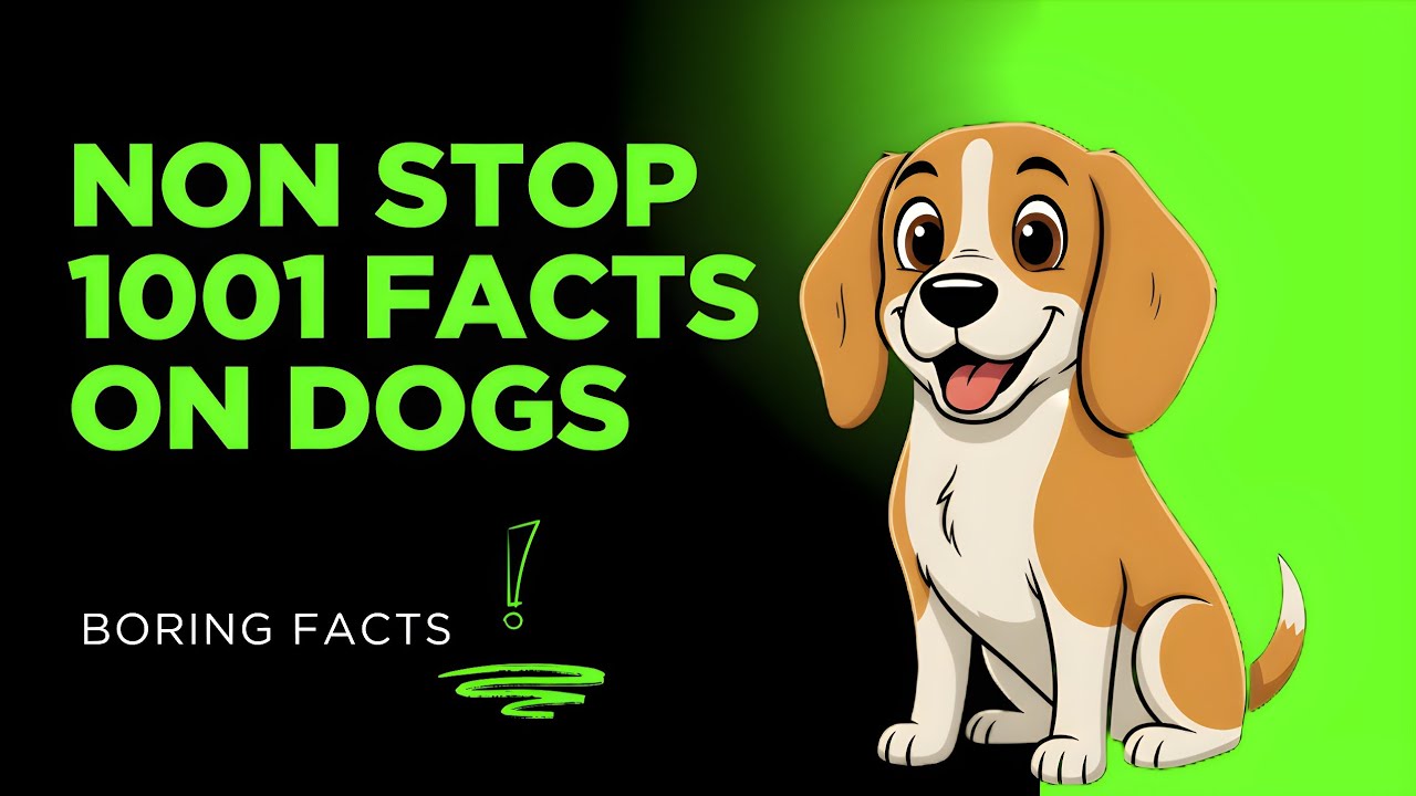 Non Stop 1001 Facts On Dogs - Boring facts #facts #fact - YouTube