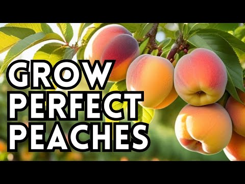 How To Grow Peaches: 5 Easy Tips To Grow Lots Of Peaches At Home & When To Harvest Peaches