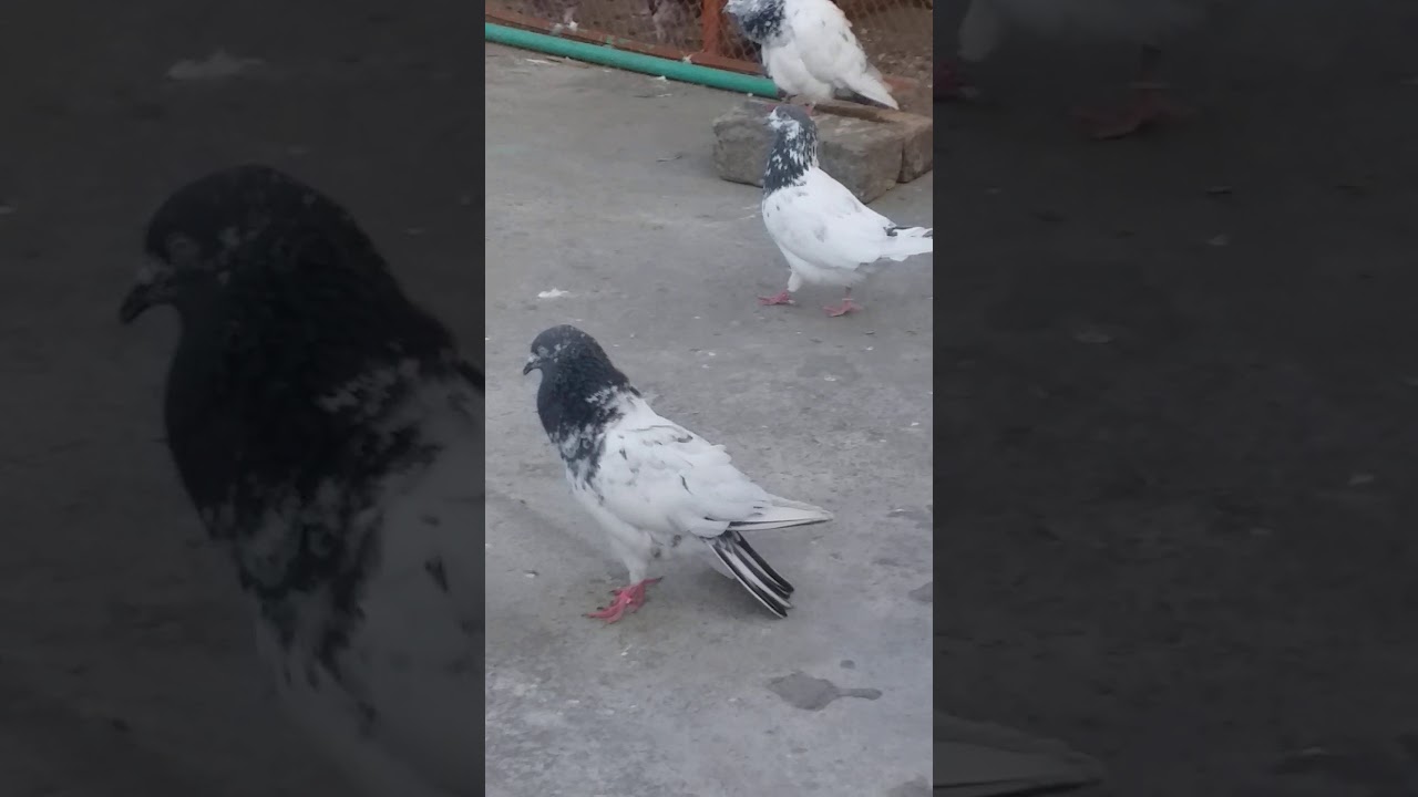 Bazigar Bird