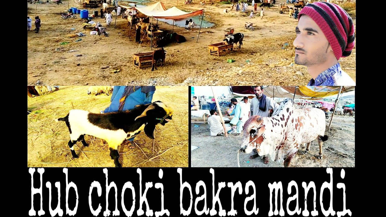 Hub choki bakra mandi /Bakra mandi 2020 /VLOG/ - YouTube