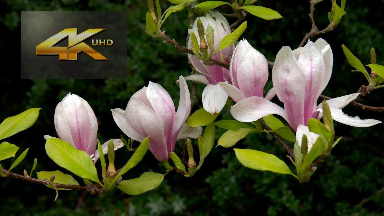 Spring Breeze at Seattle in April 4K UHD - YouTube