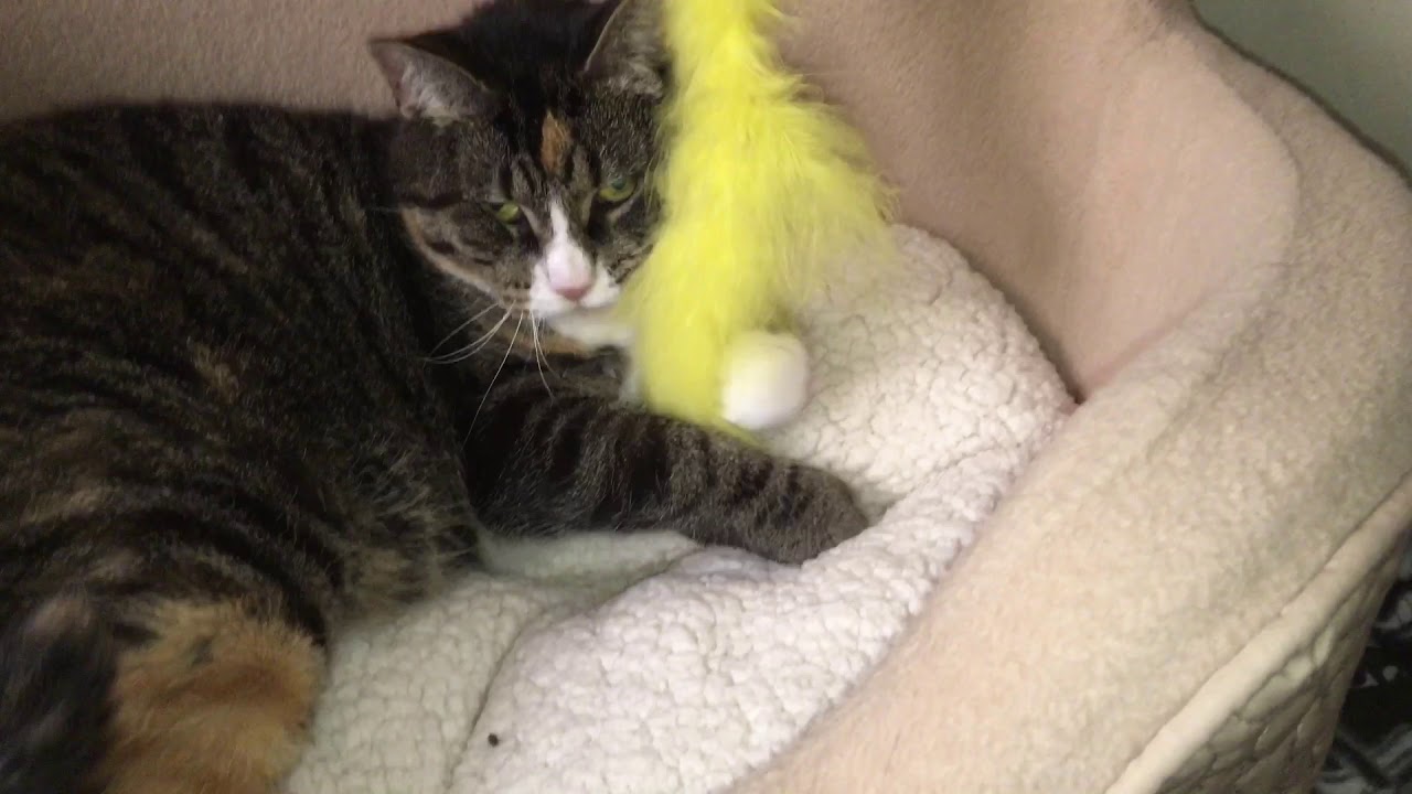 playing with funny boxing cat Kaylee with a string toy - YouTube