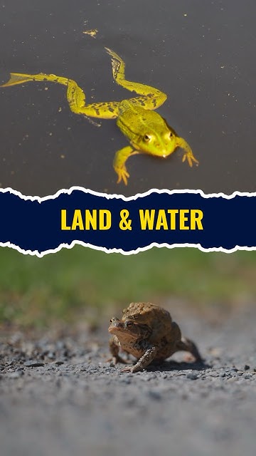 Frog Respiration🐸: Discover How Frogs Breathe Both on Land and Under ...