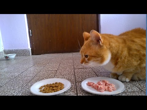 Cat Food Test - YouTube