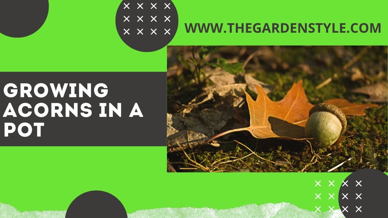 How to Grow an Oak Tree from an Acorn Seed 🌰 🌱 🌳 - YouTube