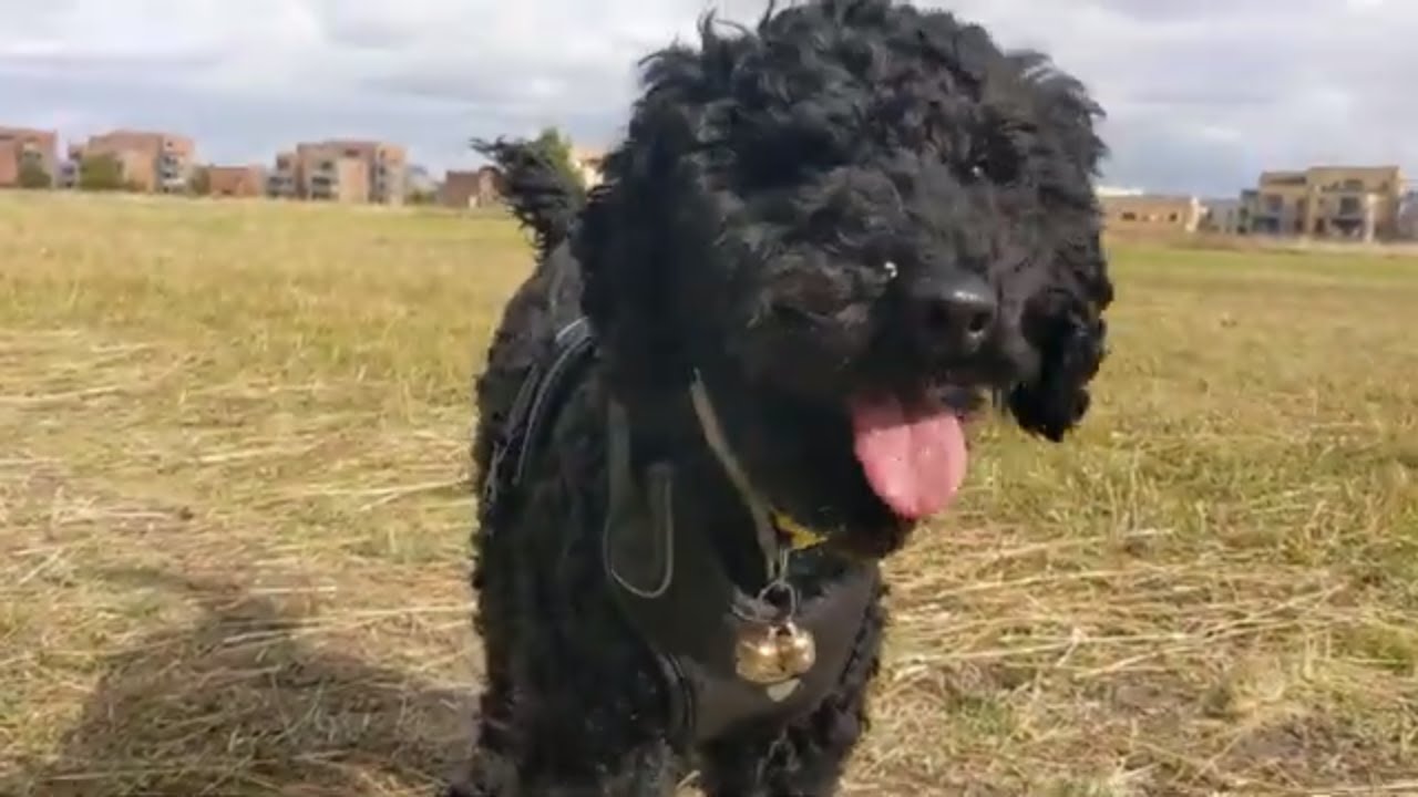 Poodle Plays Fetch - YouTube