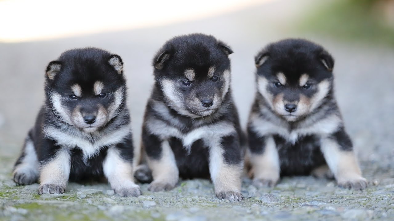 ID3757 ID3758 ID3759柴犬黒♀ - YouTube