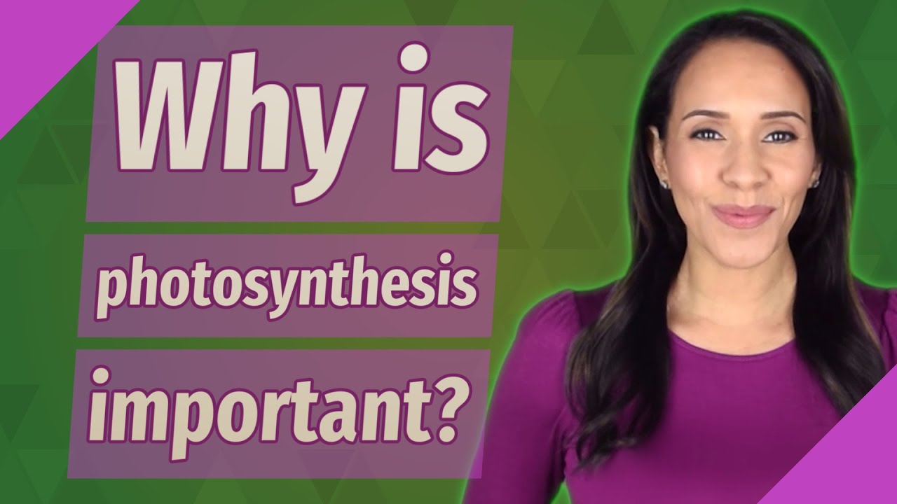 Why Is Photosynthesis Important YouTube why-is-photosynthesis-important-youtube