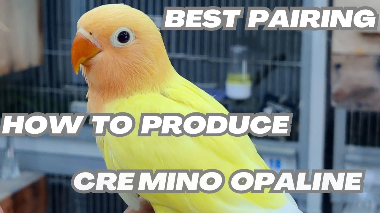 Best pairings of Creamino opaline | How to produce creamino opalines ...