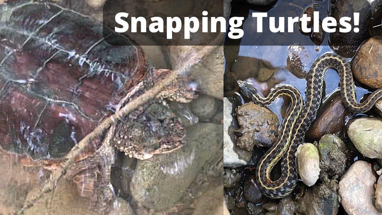 Snake and Turtle Hunting in Pennsylvania! Snapping turtles, Rat snakes ...