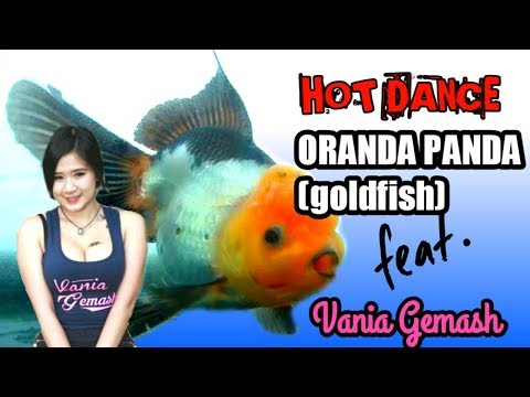 GOLD FISH ORANDA PANDA DANCE |Tarian ikan mas koki feat. VANIA GEMASH |cover vania gemash dance