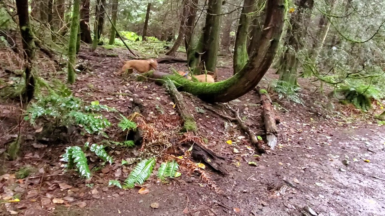 Forest dogs Sept 17/19 - YouTube