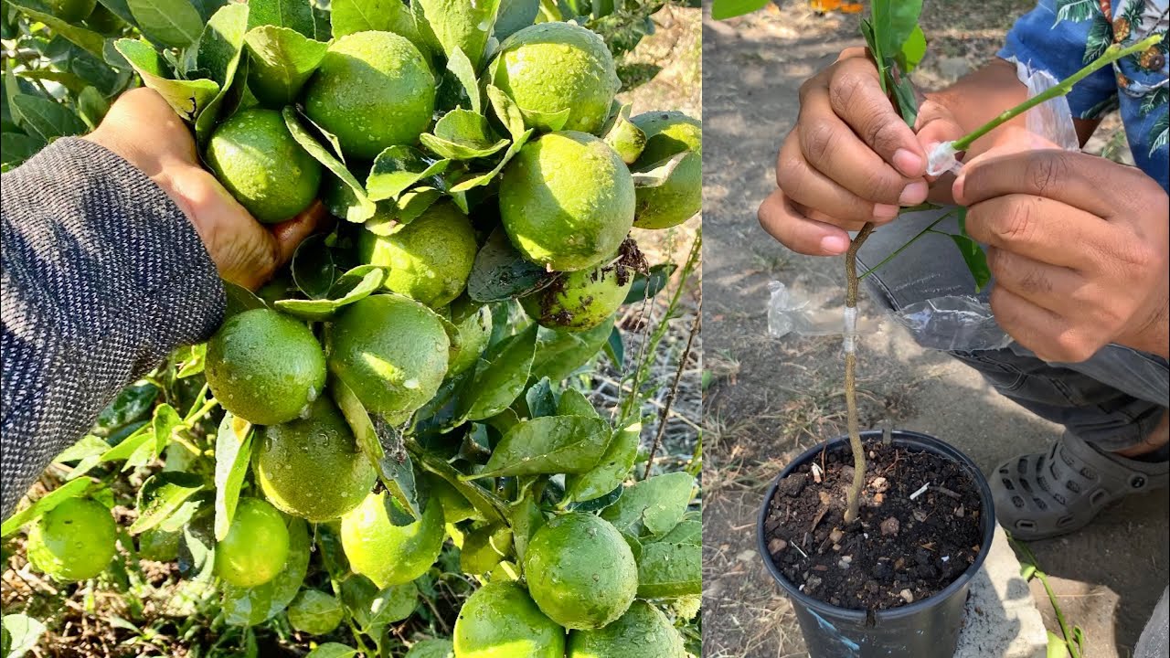 Cómo hacer 2 tipos de injertos del LIMÓN persa ,metodo paso a paso ...