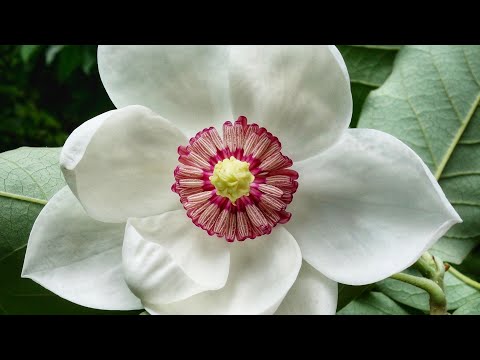 What Is The Scientific Name For A Magnolia Tree