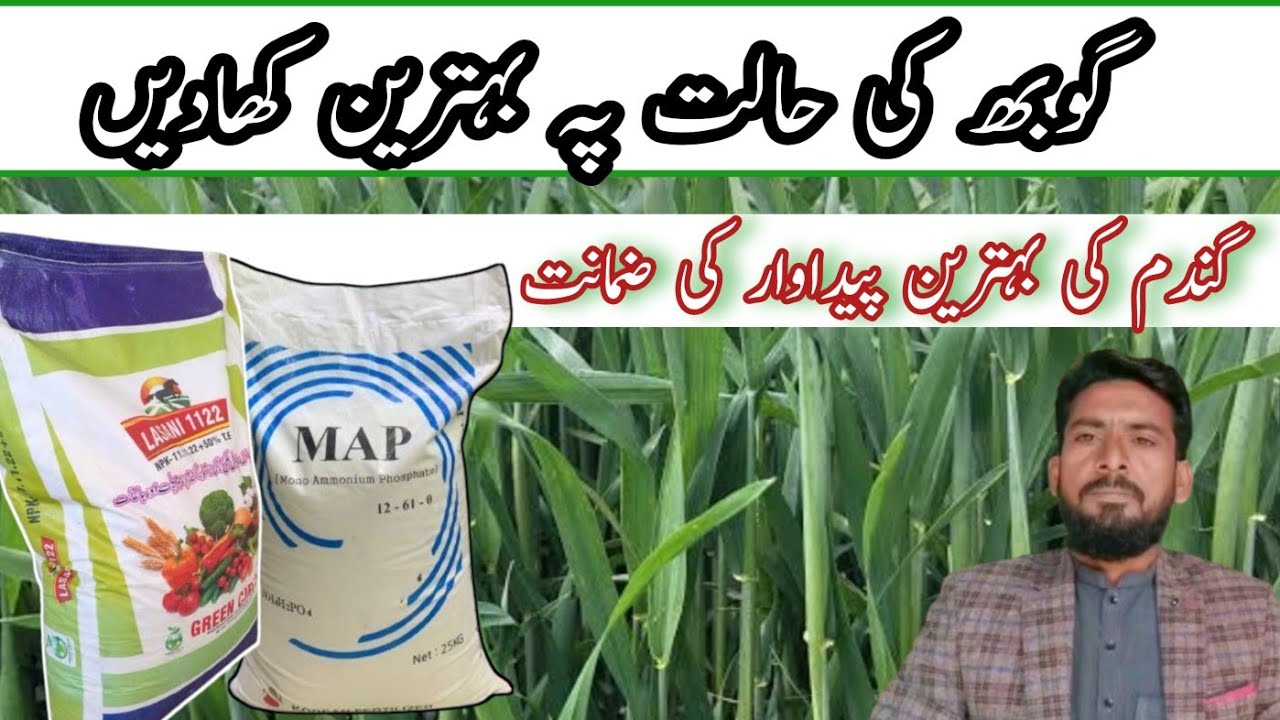 Best fertilizer for wheat at booting stage || fertilizer at booting ...