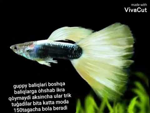 guppy baliģi haqida malumot aquafish