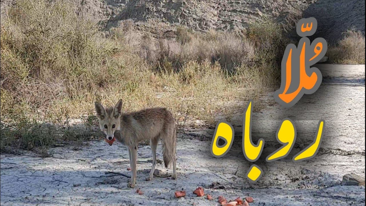 mollá róbáh | gorkáni hóthag, Balnegwar | Fox | Balochistan Vlogs - YouTube