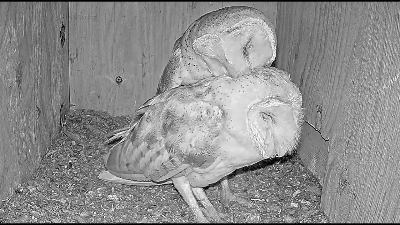 Owls gentle romance: Barn owl preens his mate feathers - YouTube